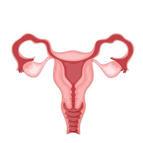 Premium Vector Female Reproductive System Anatomy