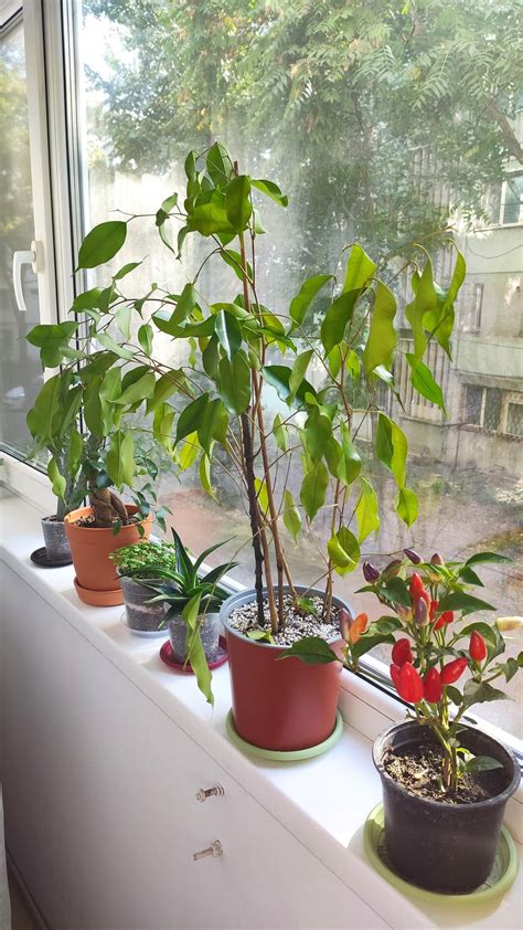 How Do I Save This Ficus Elastica Cutting R Plantclinic