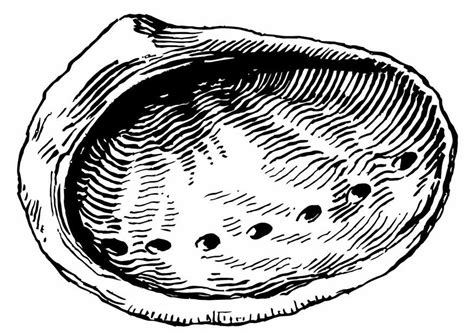 Coloring Page Shell Abalone Free Printables Img 19632 Coloring Page Shell Abalone Free Printables Img 19632