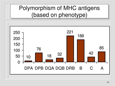 Ppt Major Histocompatibility Complex Mhc Powerpoint Presentation Free Download Id 5498035
