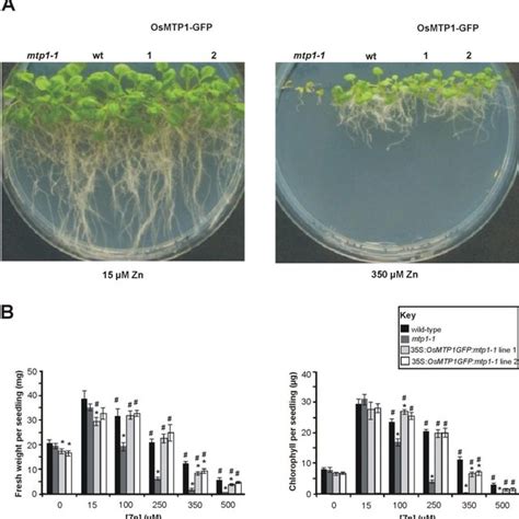 Functional Complementation Of The Arabidopsis Knockout Mutant Mtp1 1 By Download Scientific