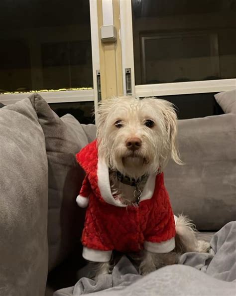 Φιλοζωικός Με βαριά καρδιά ψάχνουμε ένα νέο σπίτι για τη μικρή Άρια… Είναι 3 ετών μικρόσωμη