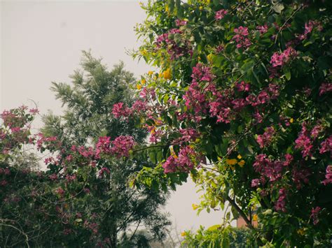 Lubna Qureshi Photo Pictures Download Free Images On Unsplash