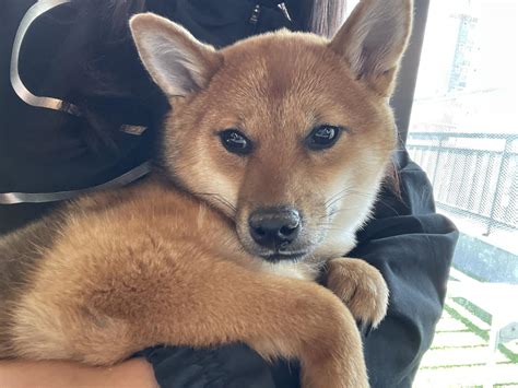 시바견누룽지강아지 책임분양♥ 아이조아 유기방지입양 파양 강아지보호소 고양이보호소 무료분양센터