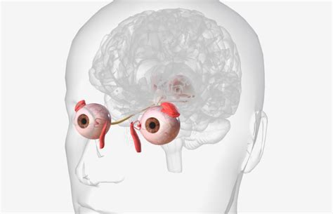 Male Visual System Home