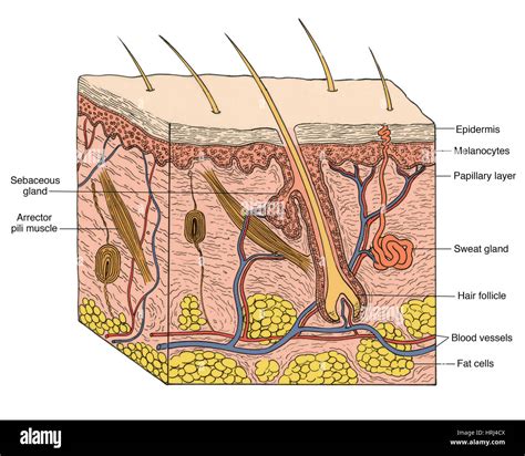 Dermis Papillary Layer