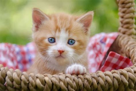 How To Take Care Of A Kitten Complete Guide Wisconsin Dells Vets