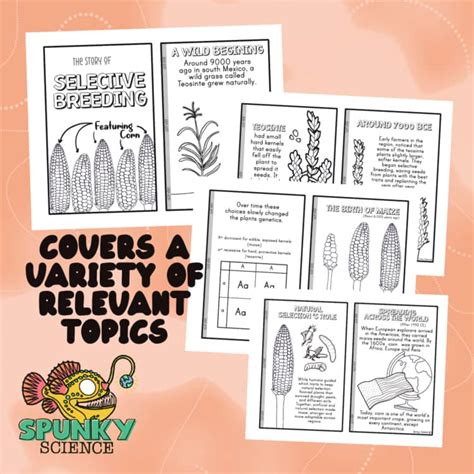 Corn Through Time The Science Of Selective Breeding Thanksgiving