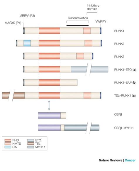 The Runx Genes Gain Or Loss Of Function In Cancer Nature Reviews Cancer