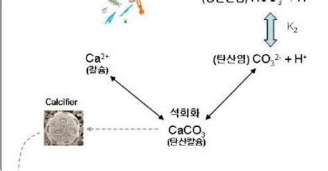 기후 위기와 해양 ⑨ 탄소배출 증가로 바다가 산성화되고 있어요