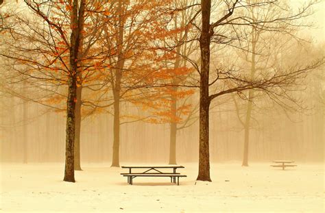 배경 화면 햇빛 나무 숲 공원 눈 겨울 표 목재 분기 아침 서리 피크닉 동결 안개 삼림지 컴퓨터 벽지 트렁크 3001x1972