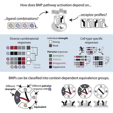 The Context Dependent Combinatorial Logic Of Bmp Signaling Cell Systems