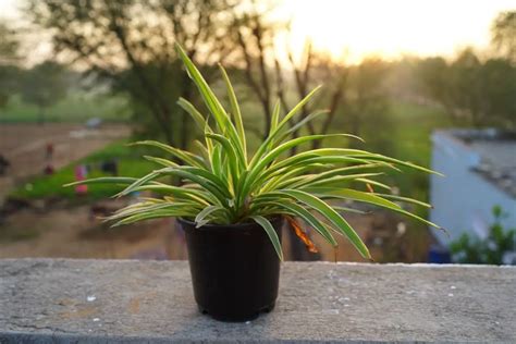 Spider Plant Fertilizer When To Fertilize And How Much To Use