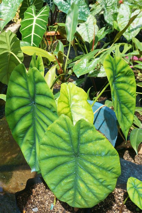 무료 이미지 하트 모양 이파리 녹색 무늬 식물의 자연 꽃밭 식물학 육상 식물 잎 채소 Groundcover 꽃 피는 식물 나무 자동차 타이어 크