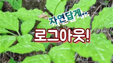 자연 로그아웃 쉼 그냥 꽃처럼 웃고 새처럼 노래하고 구름같이 자유롭고 평안한 하루 Youtube