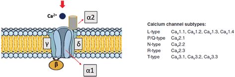 Overall Molecular Assembly And Classification Of A Voltage Gated