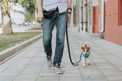 Gassi Gehen 5 Tipps Für Die Täglichen Spaziergänge Mit Dem Hund