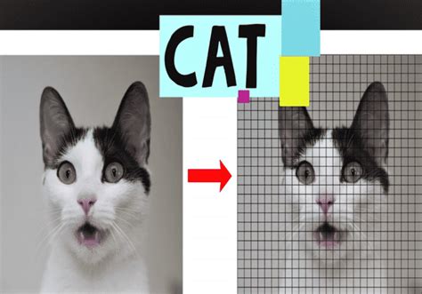 what is image recognition their functions algorithm great learning