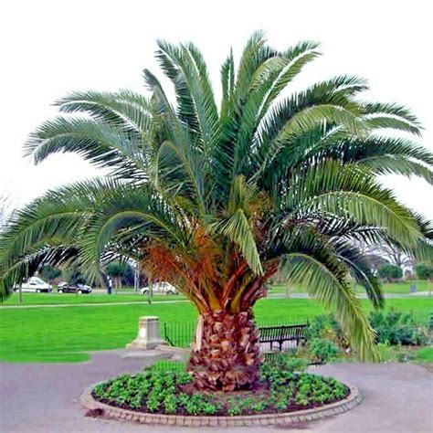 10 Canary Island Date Palm Tree Seeds Phoenix Canariensis Hardy Fruit