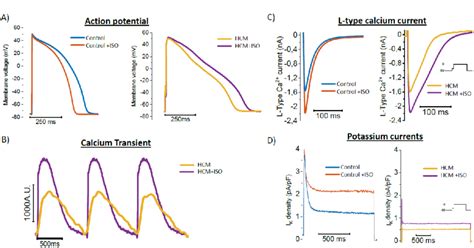 Experimental Recordings Of Action Potential A Calcium Transient B Download Scientific