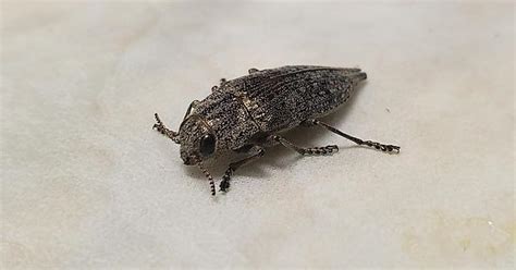 Itap Of A Shiny Bug Album On Imgur