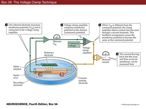 PPT Box 3A The Voltage Clamp Technique PowerPoint Presentation Free Download ID 3513985