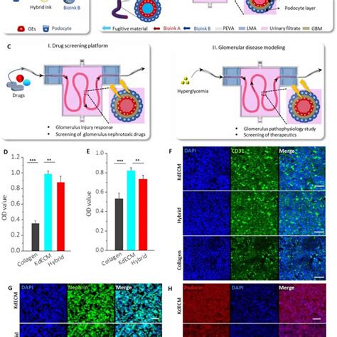 Illustration Of The Glomerular Research Strategy And Functional Download Scientific Diagram