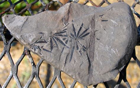 Louisville Fossils And Beyond Annularia Plant Fossils Of Kentucky