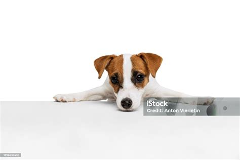 귀여운 잭 러셀 테리어 강아지가 하얀 스튜디오 백고룬드 위에 고립된 테이블에 기대어 있는 모습 개에 대한 스톡 사진 및 기타 이미지 Istock