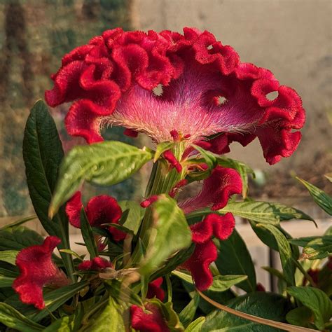 Celosia Argentea Var Cristata Red Cockscomb Siteone