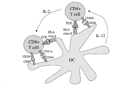 SCHEMATIC REPRESENTATION OF T CELL ACTIVATION Download Scientific Diagram