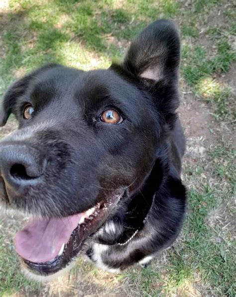 223 Gauteng Randburg ~ Adopt Labrador Mix Females Jellybean And