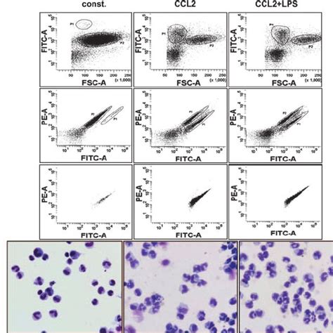 Flow Cytometric Identification And Flow Sorting Of Peripheral Blood