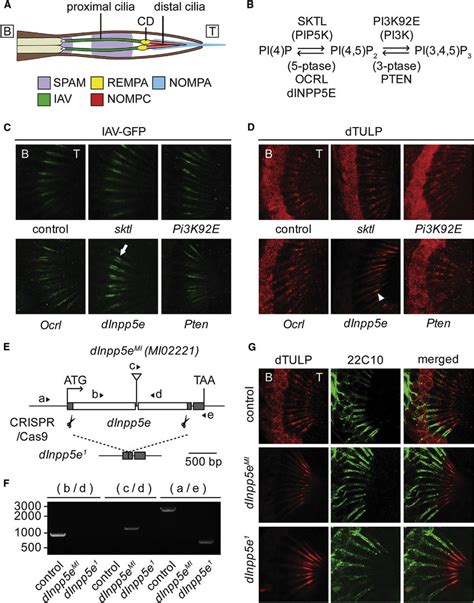 modulation of phosphoinositide signaling alters protein localization in