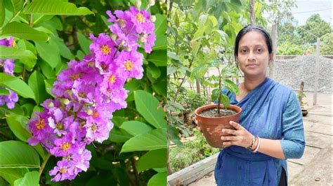 আমার খুবই পছন্দের একটি ফুলের গাছ 🌳jarul Tree🌳 জারুল গাছ 🌳 Youtube