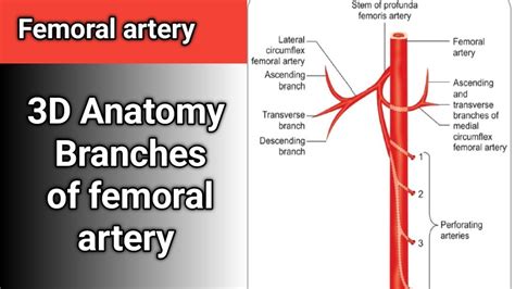 Branches Of Femoral Artery Anatomy Made Easy 3d Anatomy Youtube