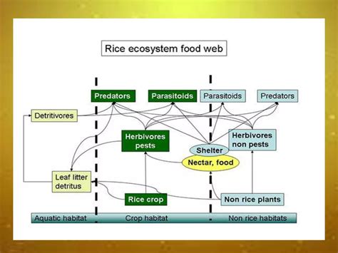 Tritrophic Interactions In Insect Pests Of Rice Pptx