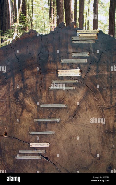 Cross Section Of A Redwood Tree Trunk Tree Rings And Timeline Labels