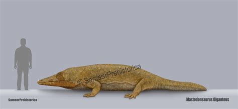 Mastodonsaurus Size By Sameerprehistorica On Deviantart