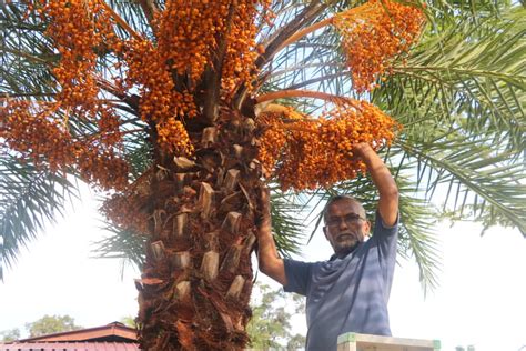 Pokok kurma hiasan tiba-tiba berbuah lebat - Kosmo Digital