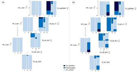 Introgression Of A Synthetic Sex Ratio Distortion Transgene Into Different Genetic Backgrounds