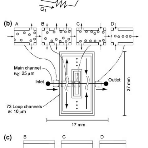 A Schematic Diagrams Showing The Particle Behavior At A Branch Point Of