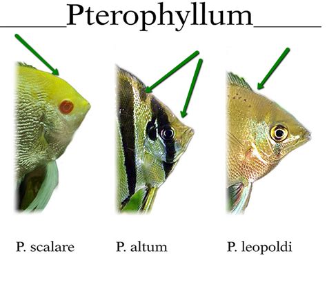 Freshwater Angelfish Breeding