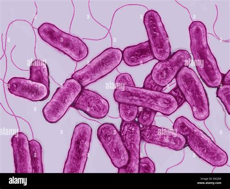 Legionella Pneumophila Stock Photo Alamy