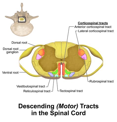 Rubrospinal Tract Facts Location Physiology Roles And Summary