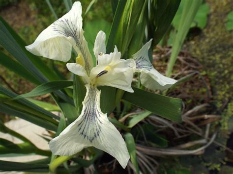 Help Identifying Iris Species In The Irises Forum