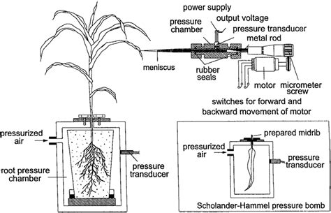 Root Pressure Diagram
