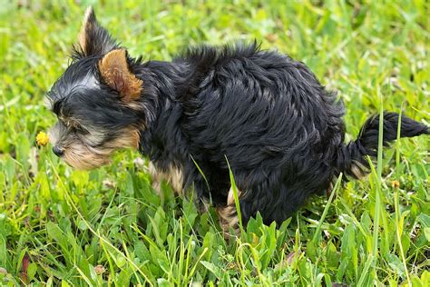 Perro Estreñido Causas Y Cómo Ayudarlo