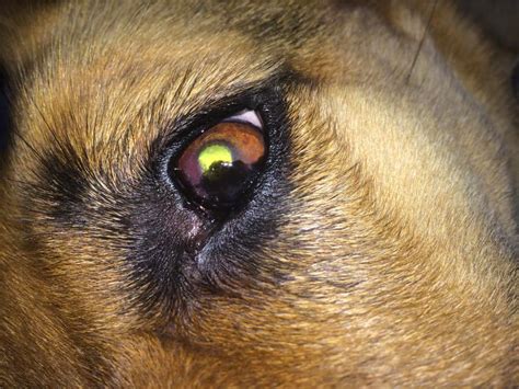 Keratitis Or Pannus In German Shepherds Symptoms Causes And Treatments