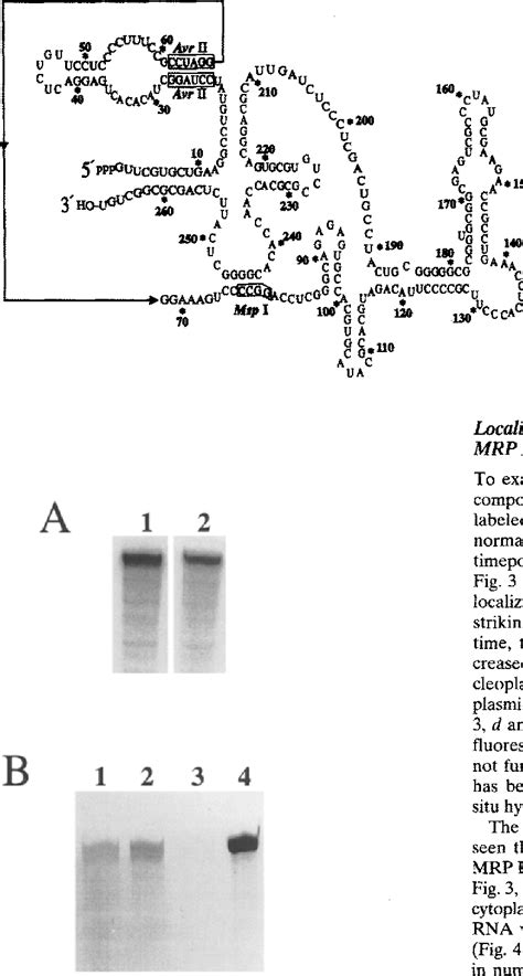 Figure 2 From Dynamic Localization Of Rnase Mrp Rna In The Nucleolus
